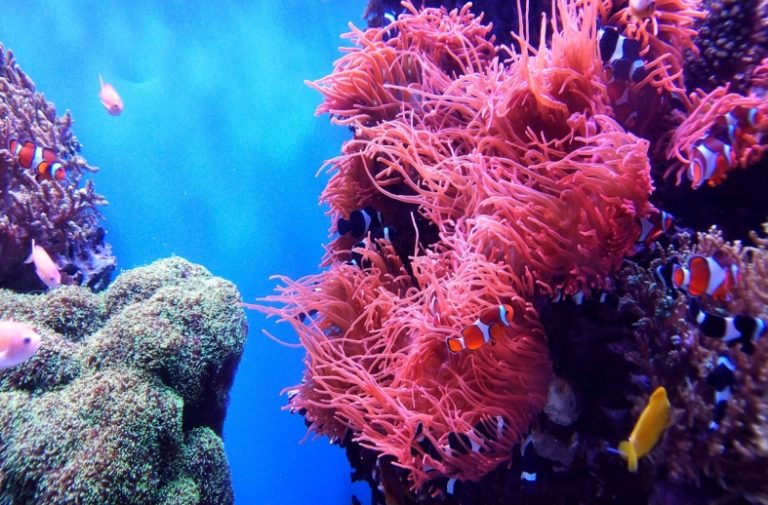 The Wonders of the Great Coral Reefs: Guardians of Marine Biodiversity ...